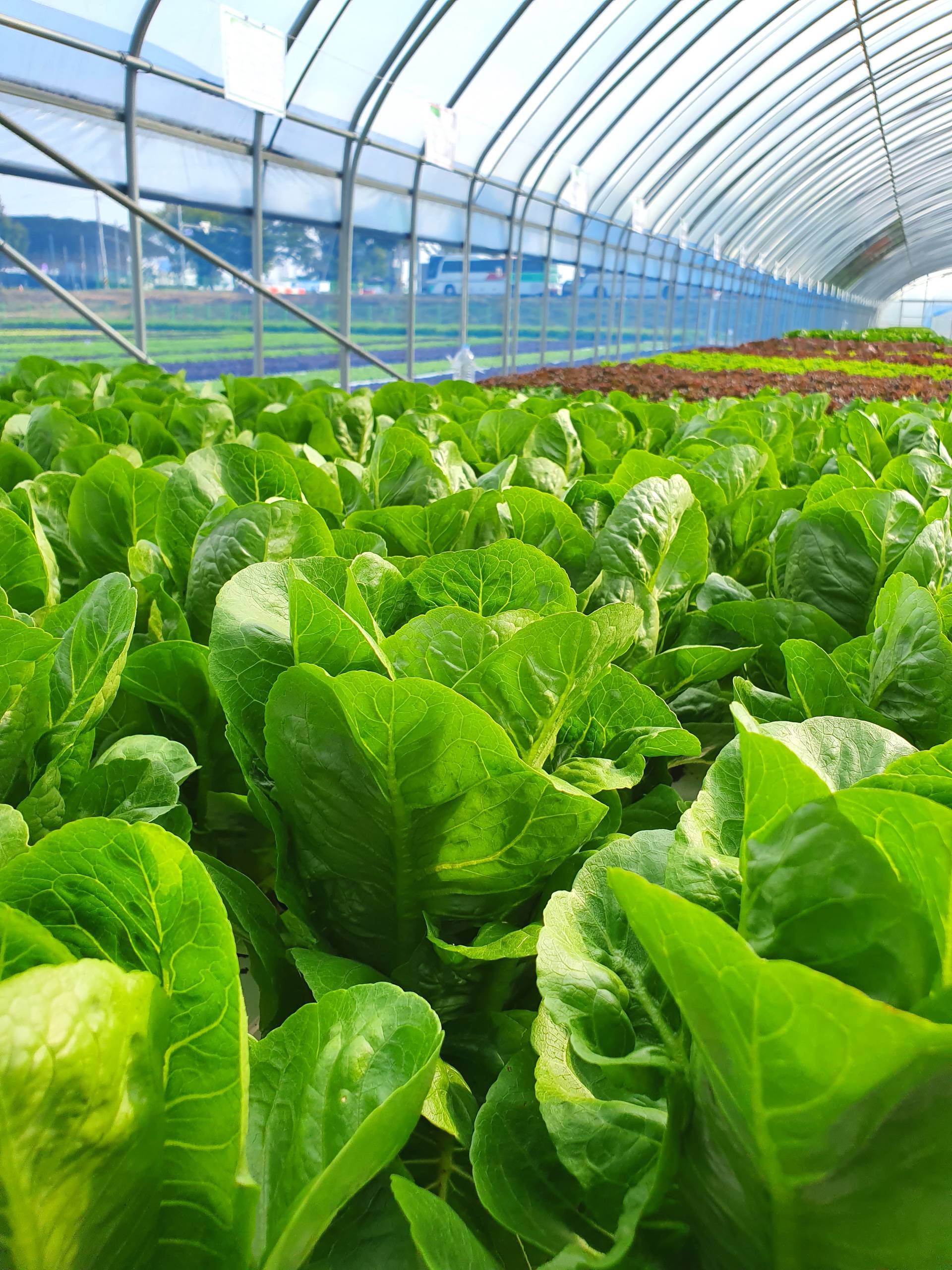 About Us – Sokovo Nature Farms